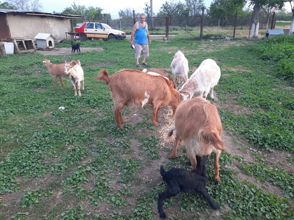 Capre pentru lapte de rasa 3 buc din poza Sector 3 - Animale