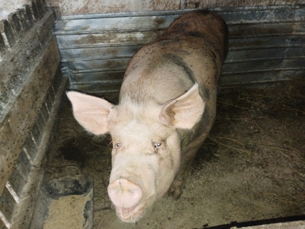 Porc si Purcea de vanzare Ograda - Animale