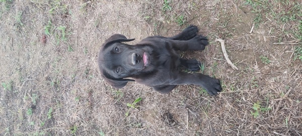 Vindem căței Labrador Retriever Sai - Animale