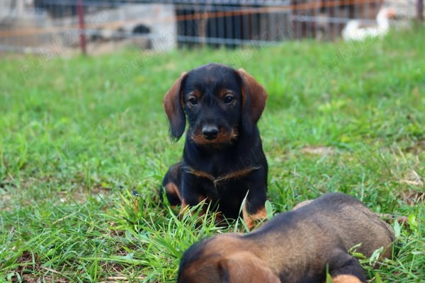 Pui Teckel Sarmos! Belin - Animale