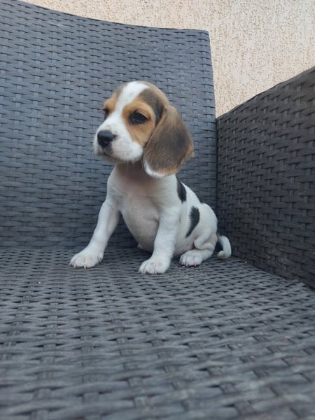 Căței Beagle rasa pura Bocsig - Animale