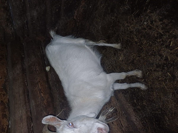 Vand capra de rasa carpatina Dorna Candrenilor - Animale