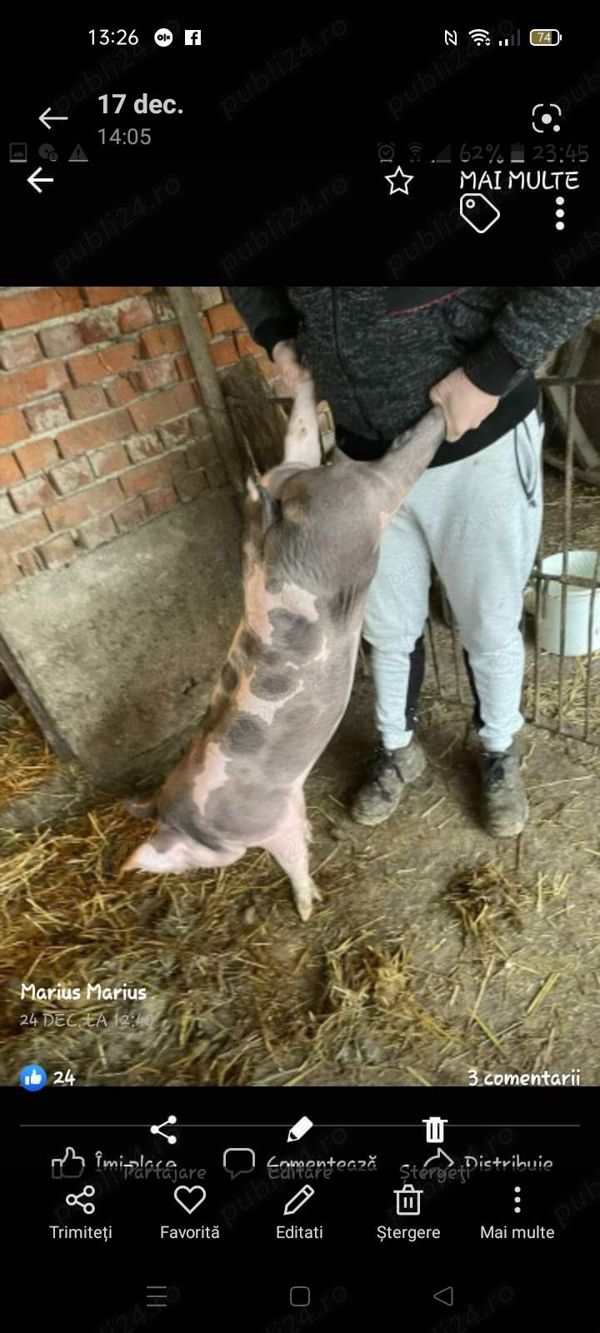 Vind purcei pietrain belgian original (fara par) din montă artificială. Mihailesti - Animale