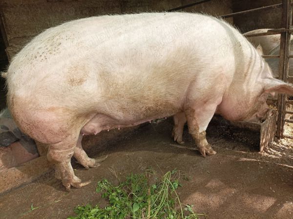 Porc 400-450 kg Barla - Animale