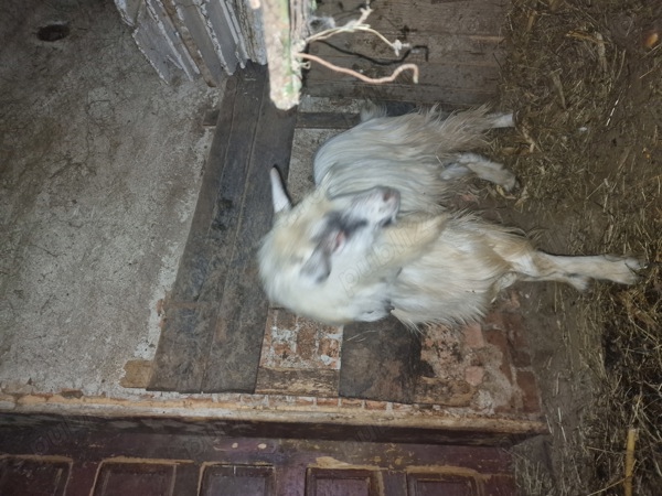 Vind Tap Fardea - Animale