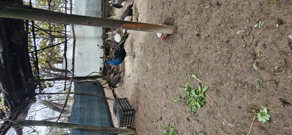 Păuni de vânzare - păsări deosebite pentru curtea ta! Ezeris - Animale