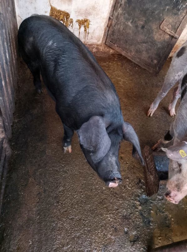 Vand porc Corbesti - Animale
