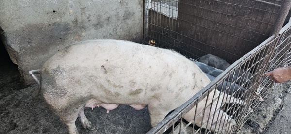 Vând purcea marele alb Buzau - Animale