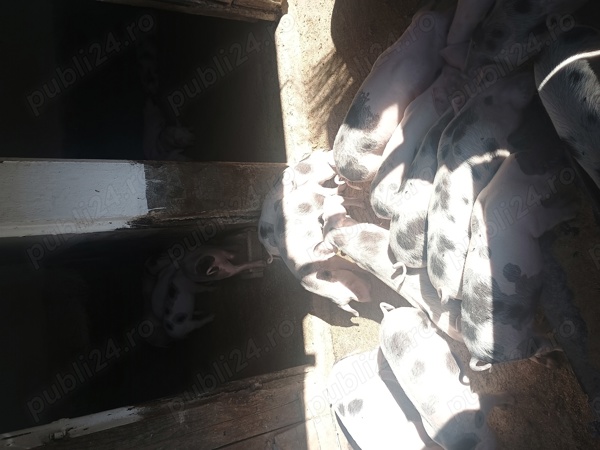 Purceii si grasuni de vânzare Cociuba Mare - Animale