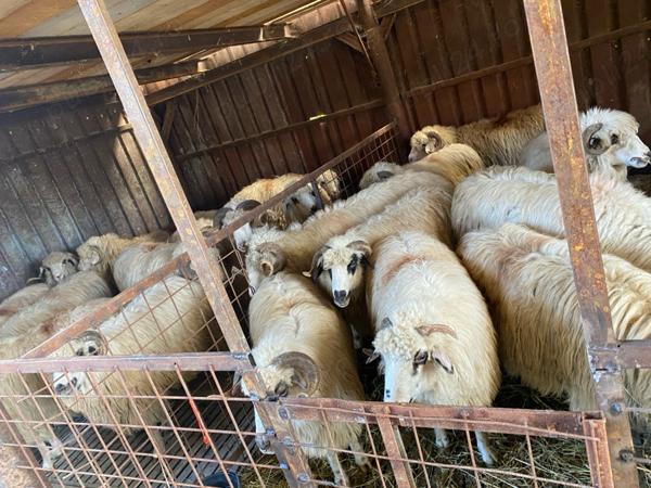 Oi gestante Calugareni - Animale