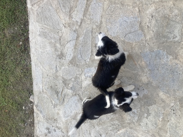 Pui border Collie bicolor eyes Ramnicu Valcea - Animale