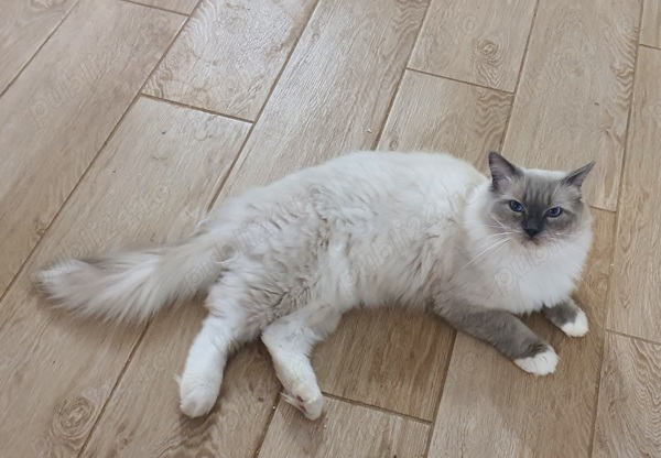 Motanel ragdoll rasa pura! Sector 5 - Animale