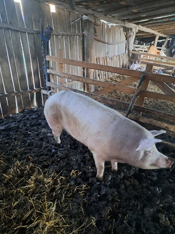 Vand porc gras Tileagd - Animale