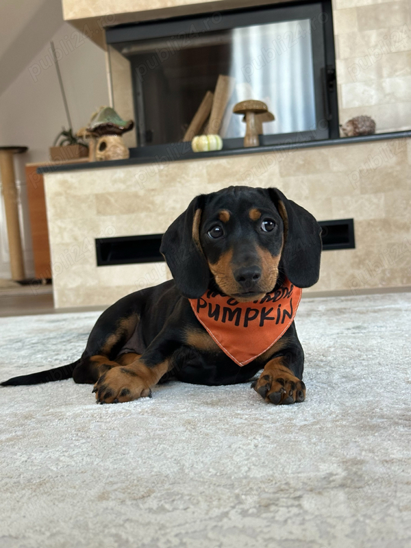 Pui Teckel Campina - Animale