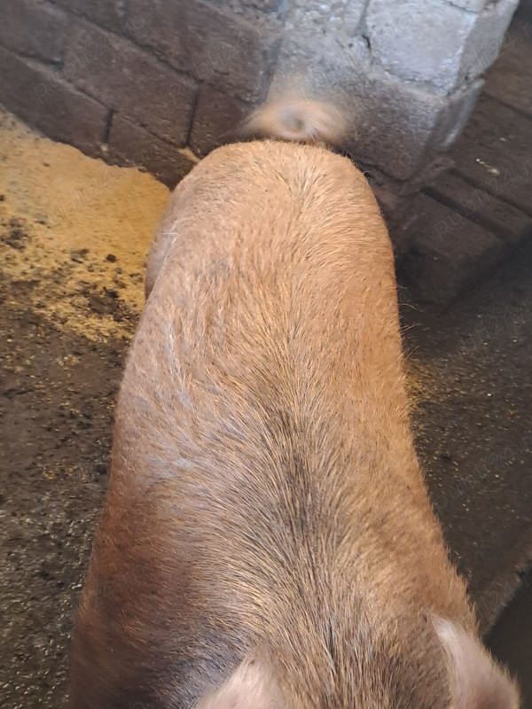 Porc purcea porci suldani Hidiselu de Sus - Animale