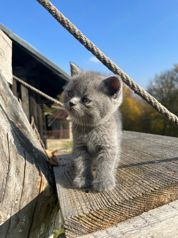 Pui British Shorthair Sibiu - Animale