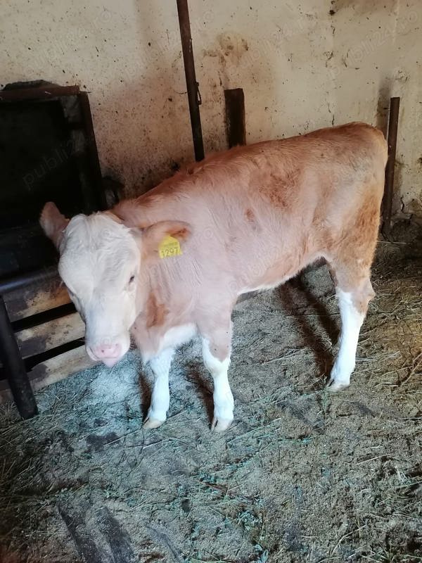 Vițelusa de vânzare Batiz - Animale