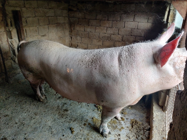 Vand porc 330-350kg Frasinet - Animale