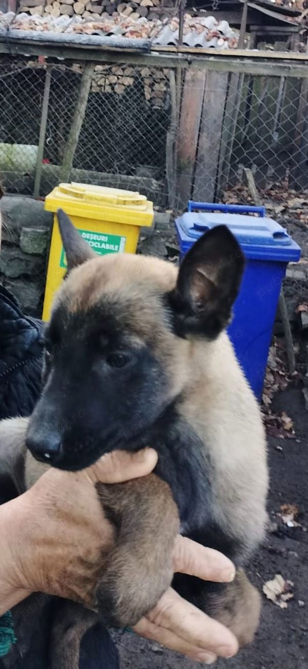 Vind catei ciobanesc belgian malinois 3luni informații la tel . Poieni - Animale