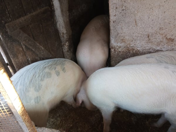 Vând porci Stei - Animale