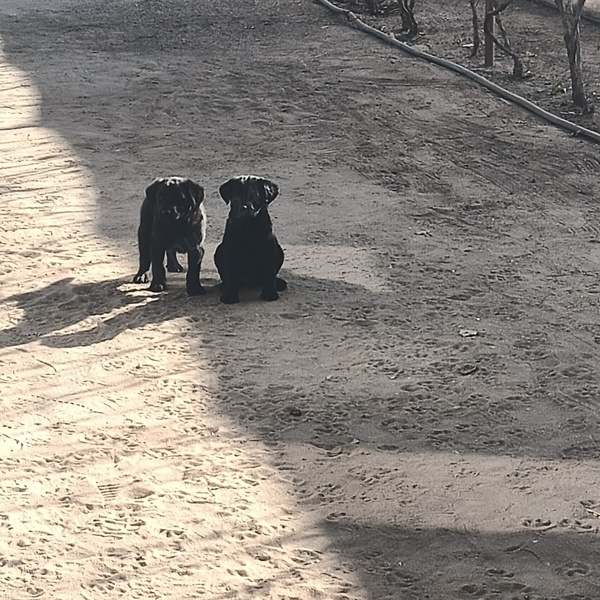 Vând căței labrador Bratovoesti - Animale