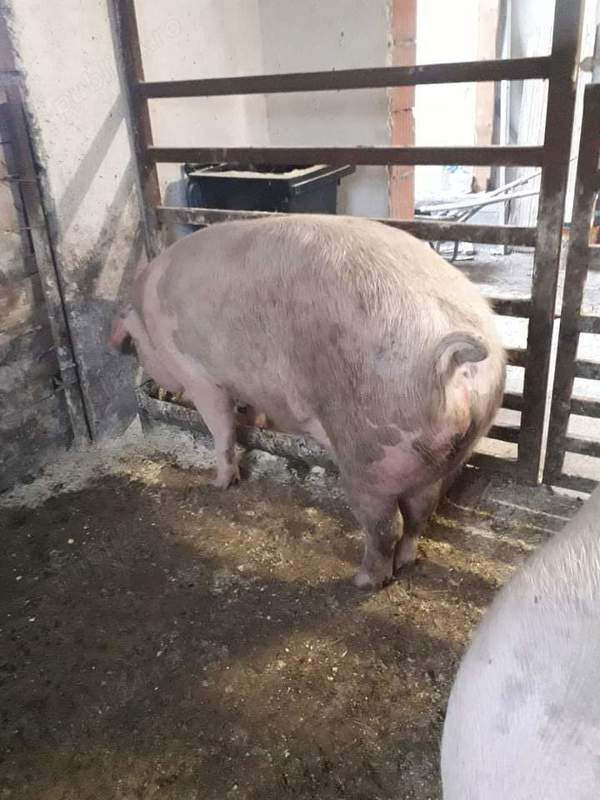 Vând porci pentru Crăciun !Mai este disponibil un porc! Danesti - Animale
