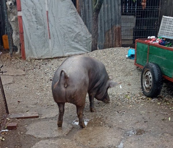 Vând purcea duroc cu pietrain Slatina - Animale
