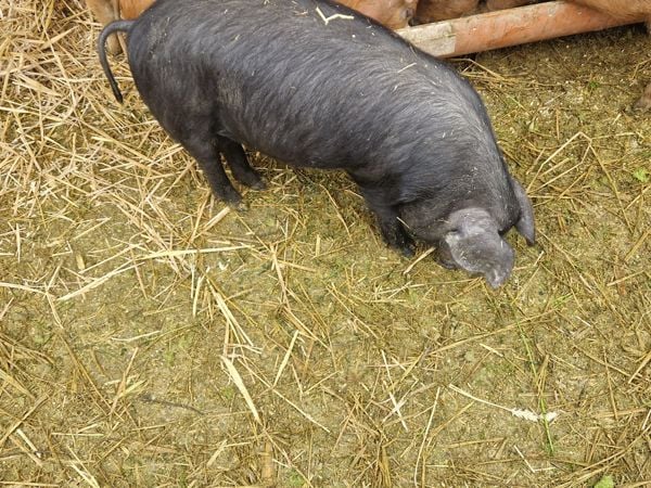 Purcei bazna 550 ron buc ,,20 ..25 kg Arad - Animale