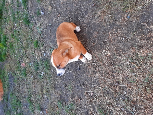 Vind urgent catel soricar Stefanesti - Animale