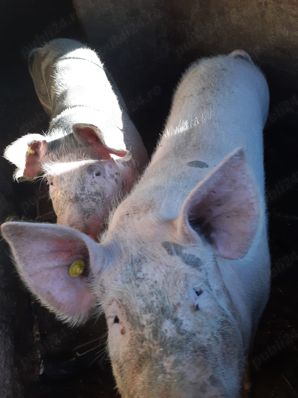 Porci rasa petran cu marele alb Ciuslea - Animale