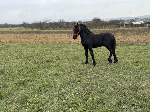 Pereche de manji Friesieni Frizieni Beius - Animale