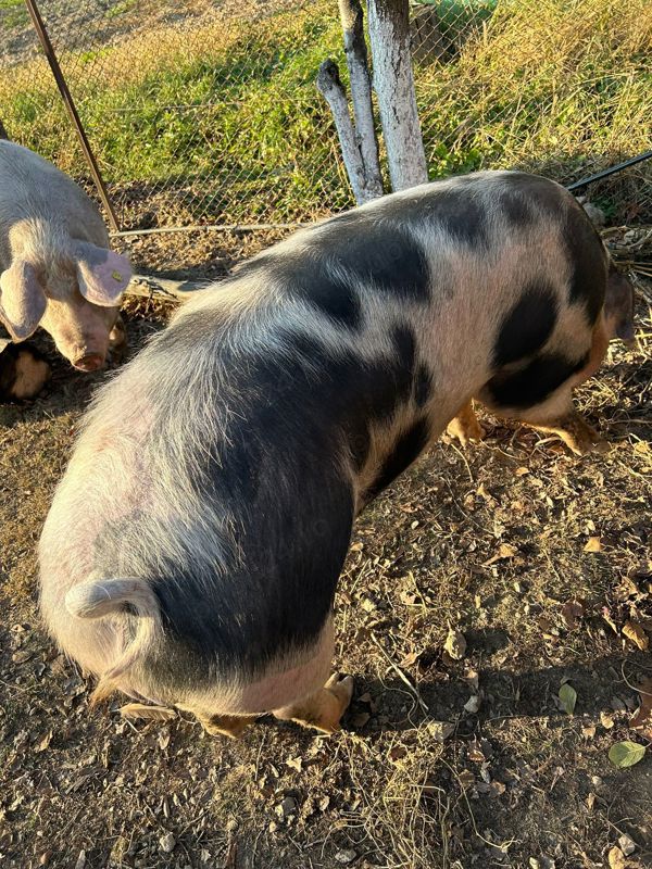 Porc gras de vânzare Delani - Animale