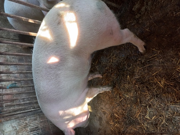 Vand porc Cherelus - Animale