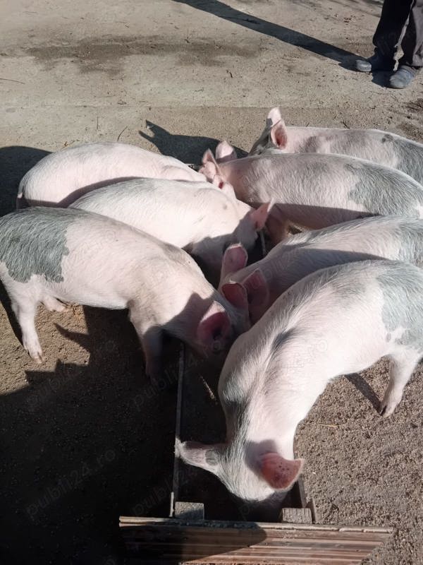 Vind purcei virsta 3 luni 450 lei Maracineni - Animale