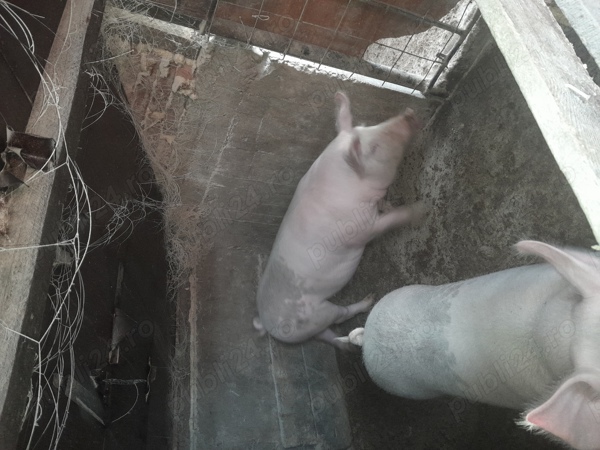 Purcea de crăciun PODENII NOI - Animale