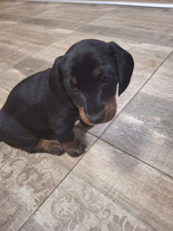 Vand pui Teckel, 2 fete, 1 mascul! Satu Mare - Animale