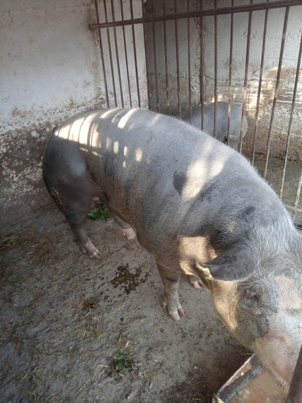 Vand purcea din rasa pietran Nedelea - Animale