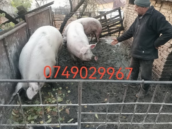 Vând porci rasa marele alb Mihalt - Animale