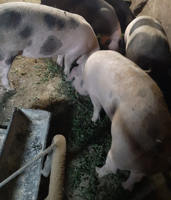 Vand porc Timisoara - Animale