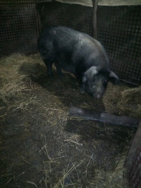 Vând porc peste 300 kg Turceni - Animale