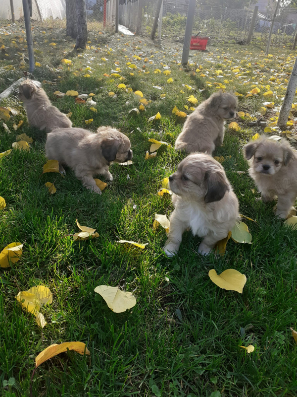 Pui pechinez Imperial Arad - Animale