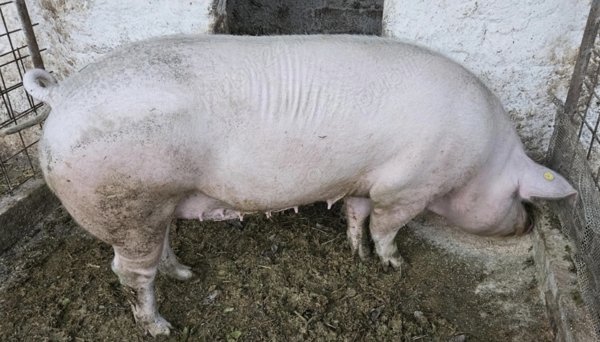 Porc porci purcea purcei Olanu - Animale