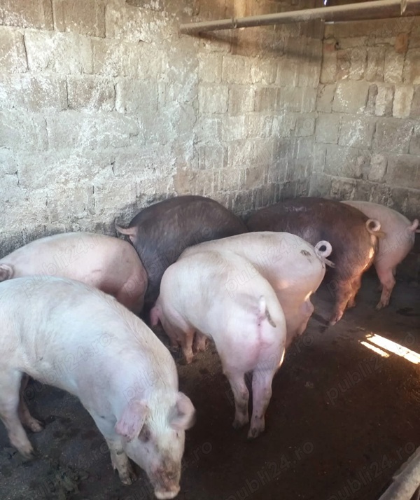 Porci rasa carne crescuti natural Bradu - Animale