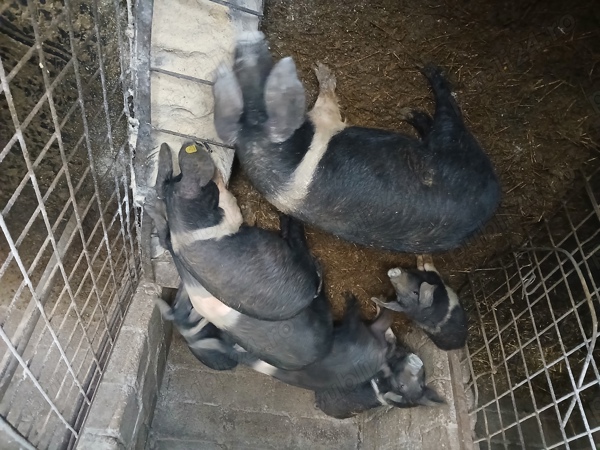 Vind Purcei de rasa Bazna Movileni - Animale