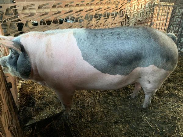 Vand Porc mare de taiat Tritenii-Hotar - Animale