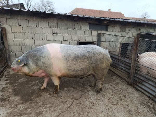 Vand porc - 2 ani - 300kg Gaiu Mic - Animale