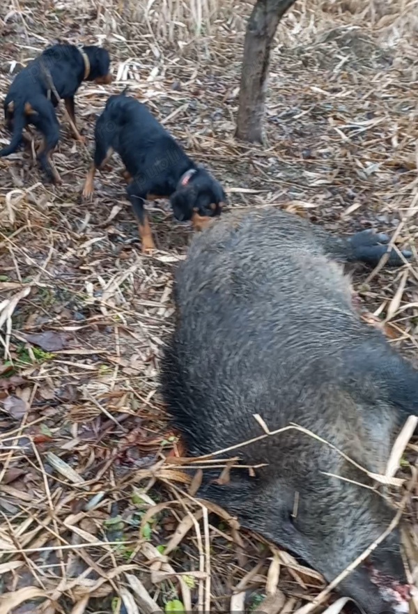 Câine de vânătoare copoi slovac Campina - Animale