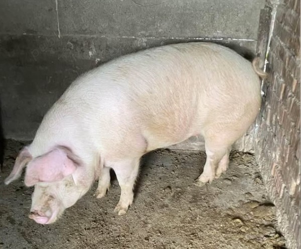 Vand porc de aproximativ 150 kg Tufesti - Animale