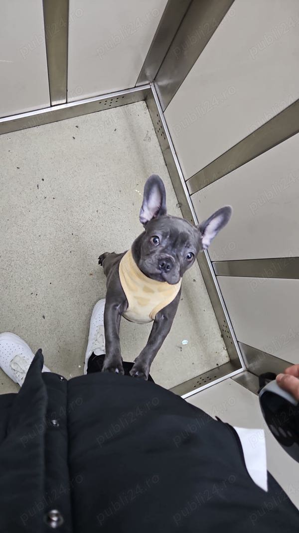 Bulldog francez femela Sector 4 - Animale