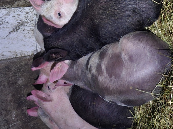 Purcei de vanzare Valea Draganului - Animale